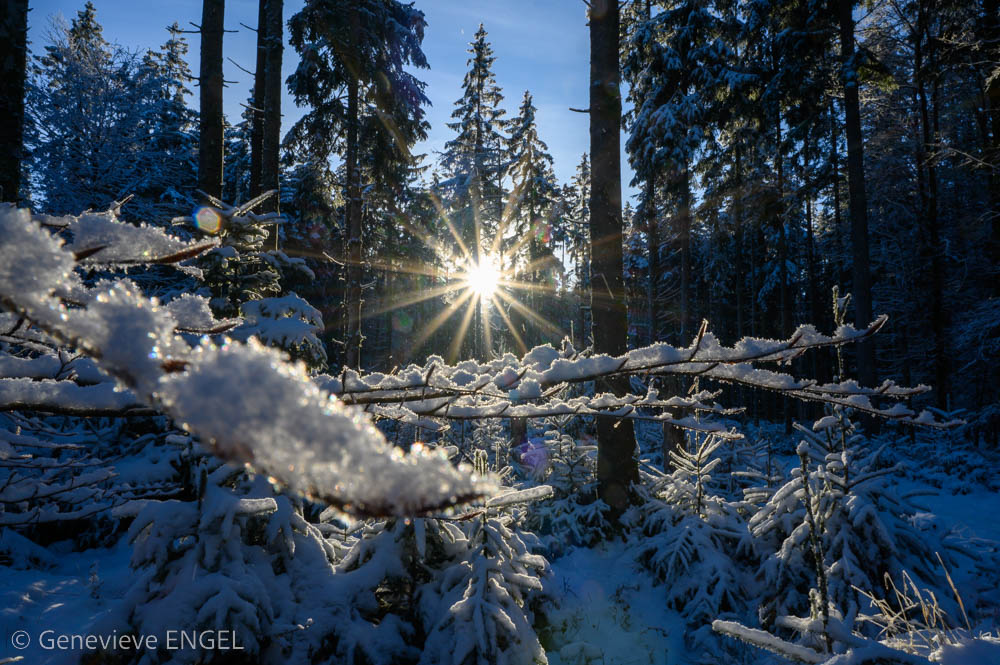 Le Donon dans les Vosges | © Genviève Engel