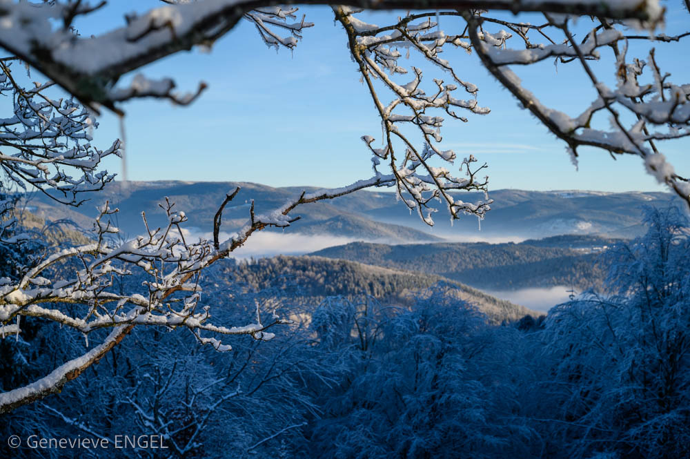 Le Donon dans les Vosges | © Genviève Engel
