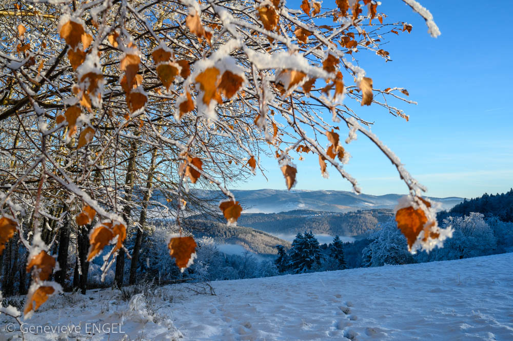 Le Donon dans les Vosges | © Genviève Engel